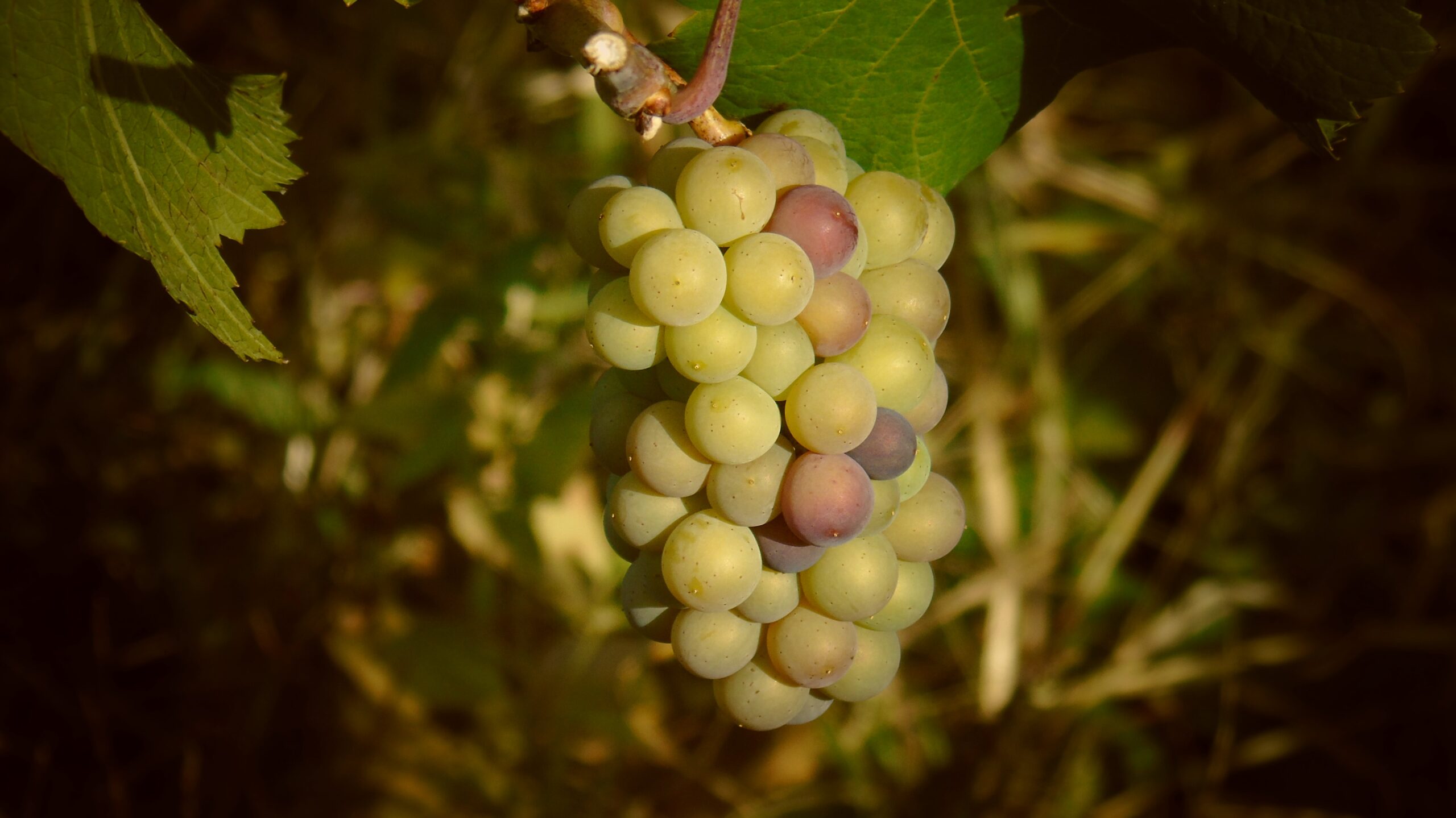 The whole Glera grape variety, minute by minute | Consorzio Tutela ...